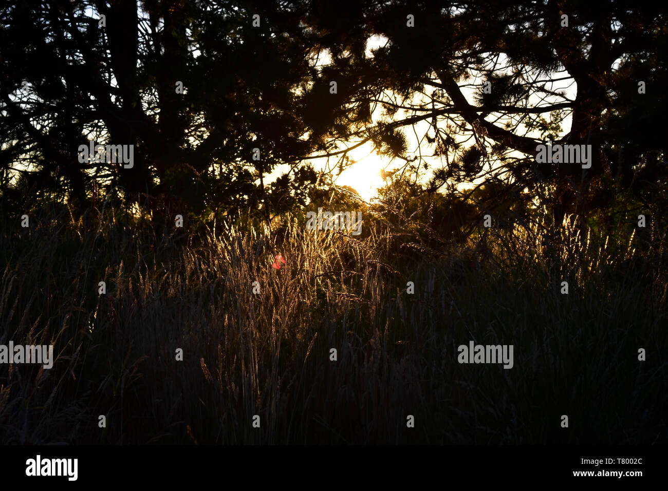 Beautiful sunset with trees hi-res stock photography and images - Alamy