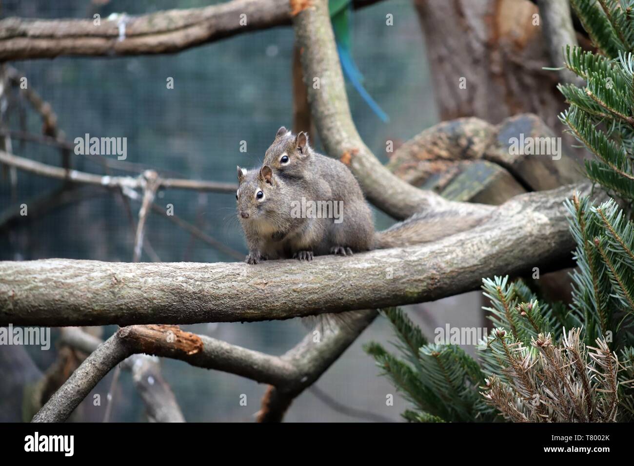 Squirrels in the zoo Stock Photo - Alamy