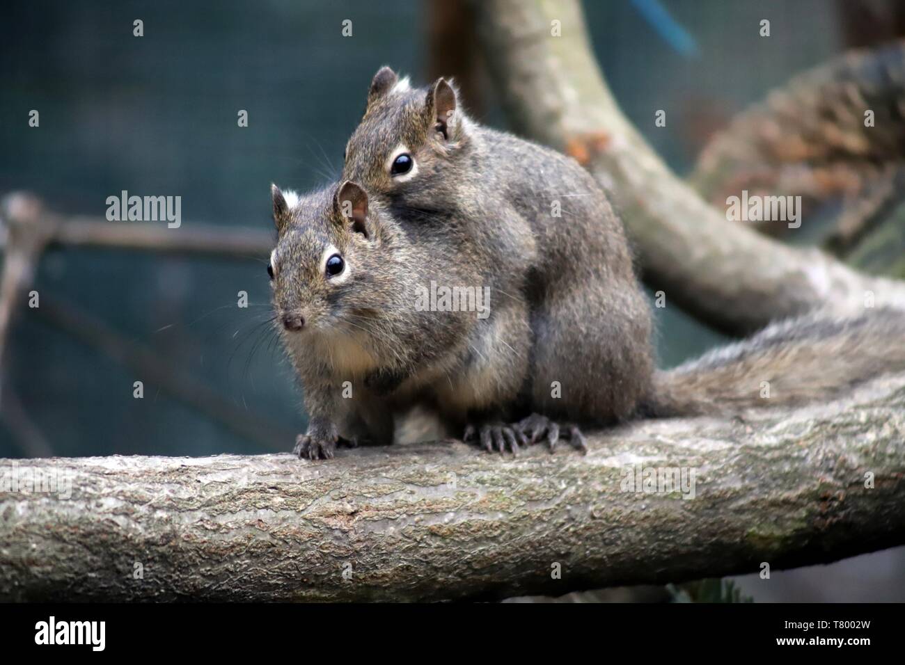 Love squirrel hi-res stock photography and images - Alamy