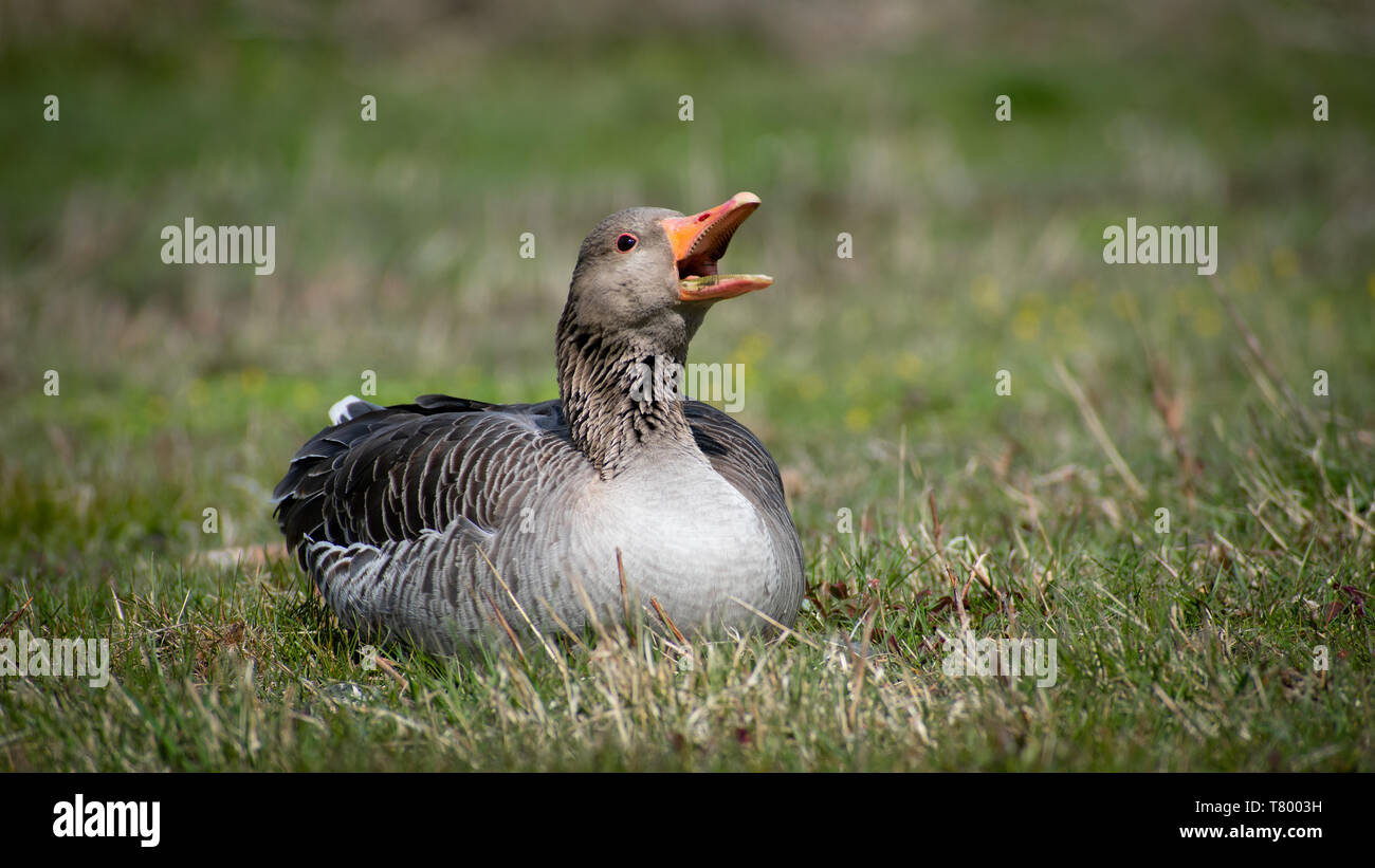 Geese teeth hi-res stock photography and images - Alamy