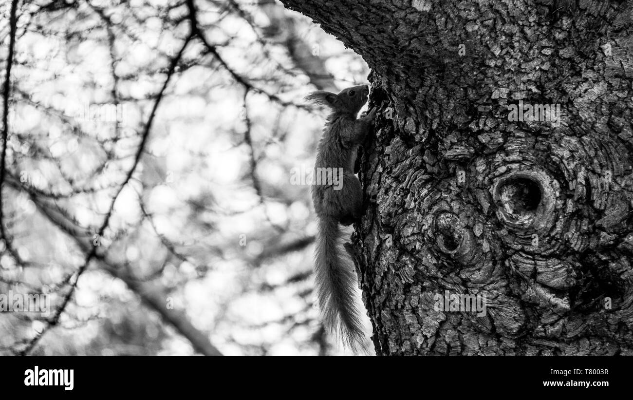 Tree climbing animals Black and White Stock Photos & Images - Alamy