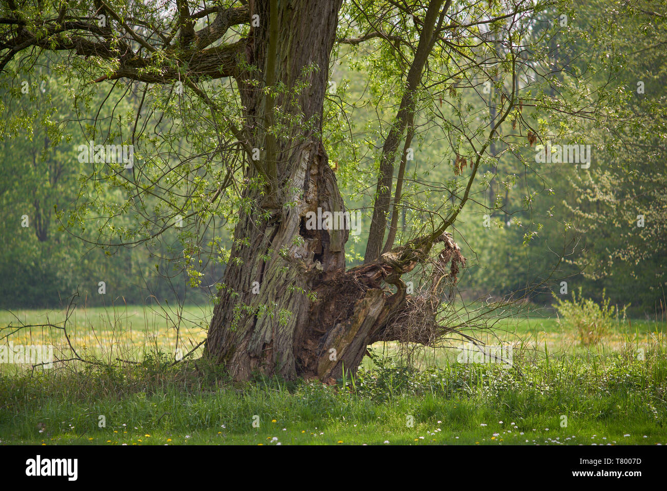 Old gnarled mossy bent willow tree Stock Photo - Alamy