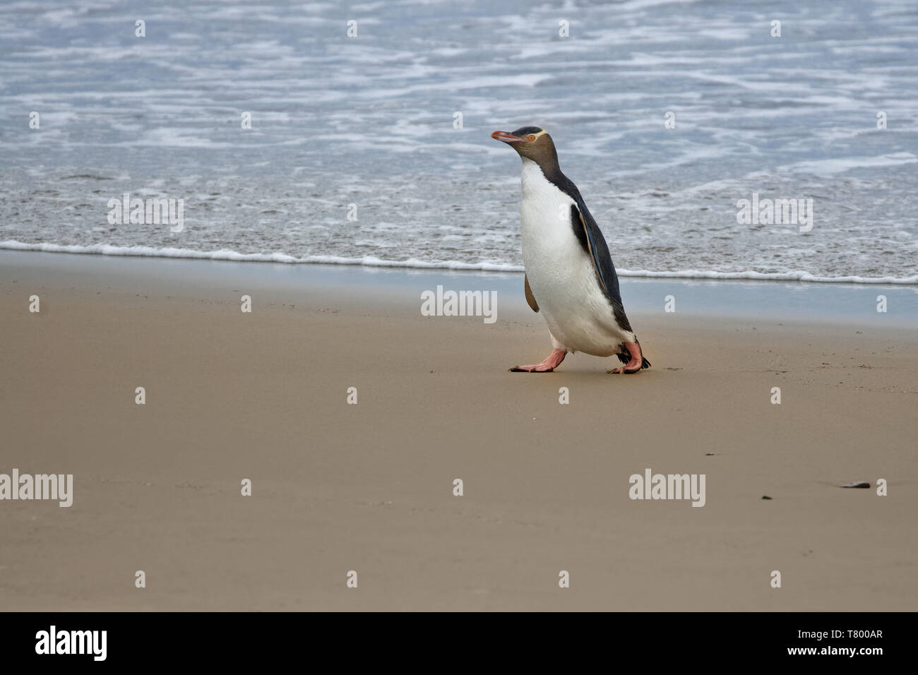 Yellow-eyed penguin - hoiho - Megadyptes antipodes, breeds along the ...