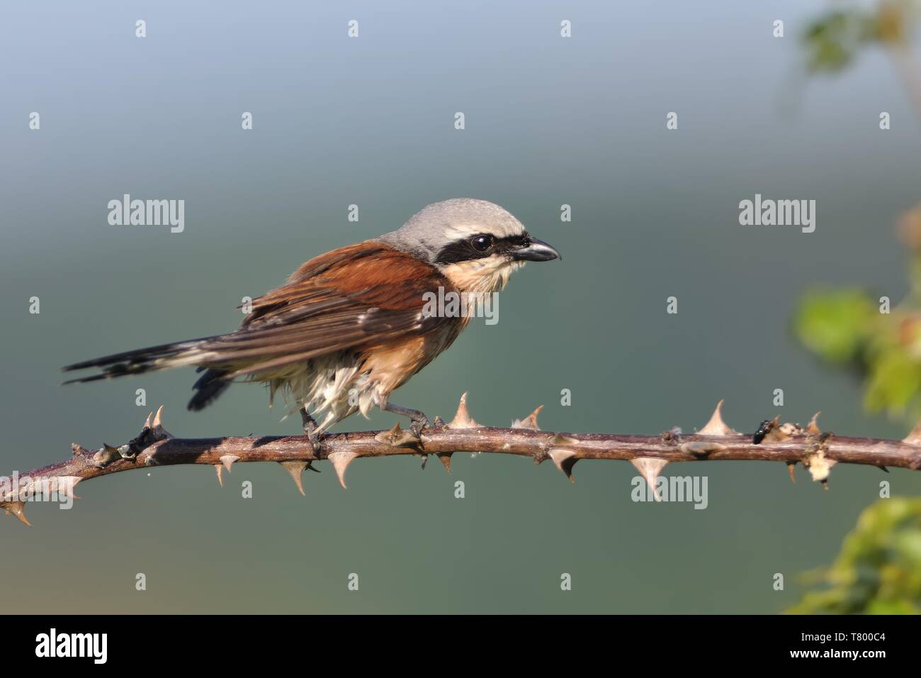 Laniidae wildlife bird predator hi-res stock photography and images - Alamy