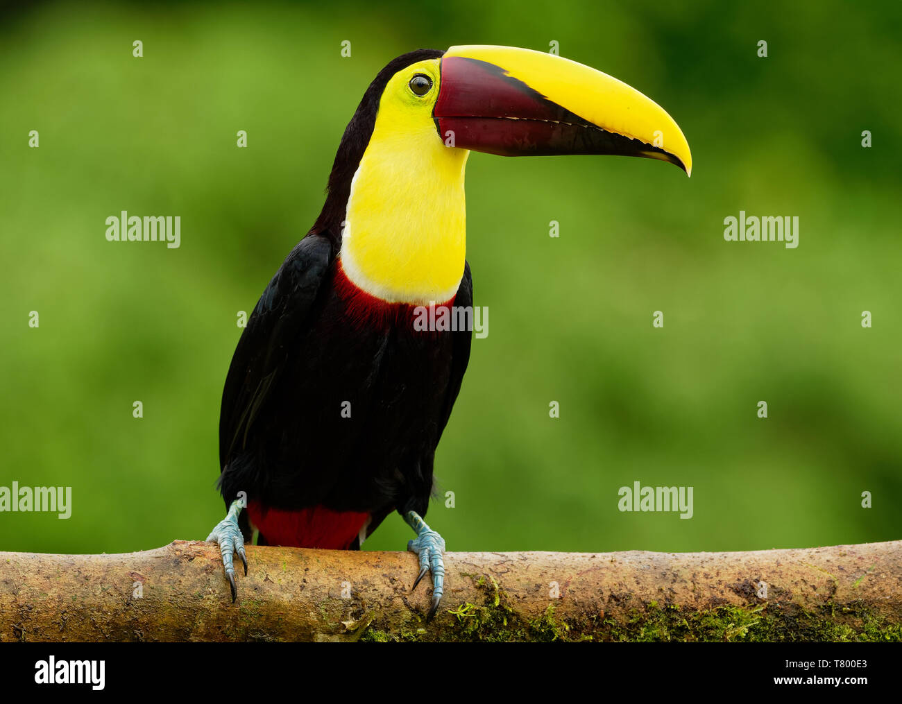Yellow-throated (Black-mandibled) Toucan - Ramphastos ambiguus is a ...