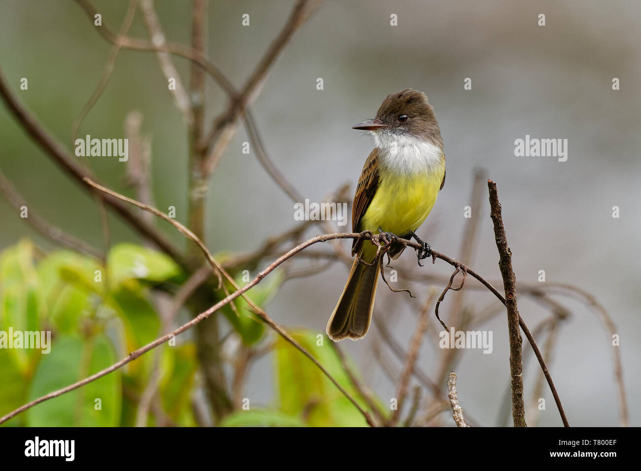 Dusky-capped Flycatcher - Myiarchus tuberculifer passerine bird in the ...