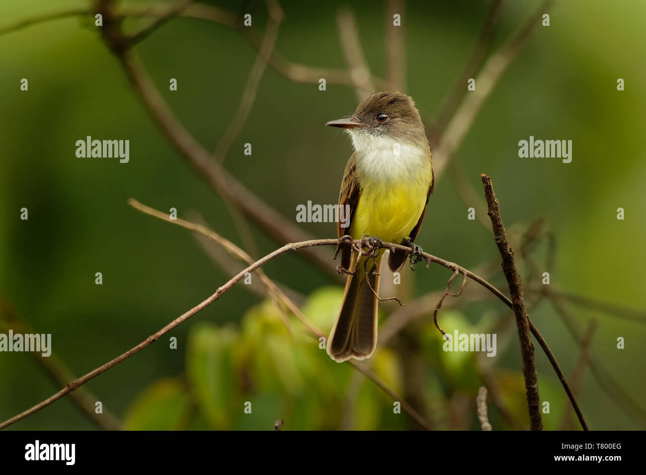 Dusky-capped Flycatcher - Myiarchus tuberculifer passerine bird in the ...