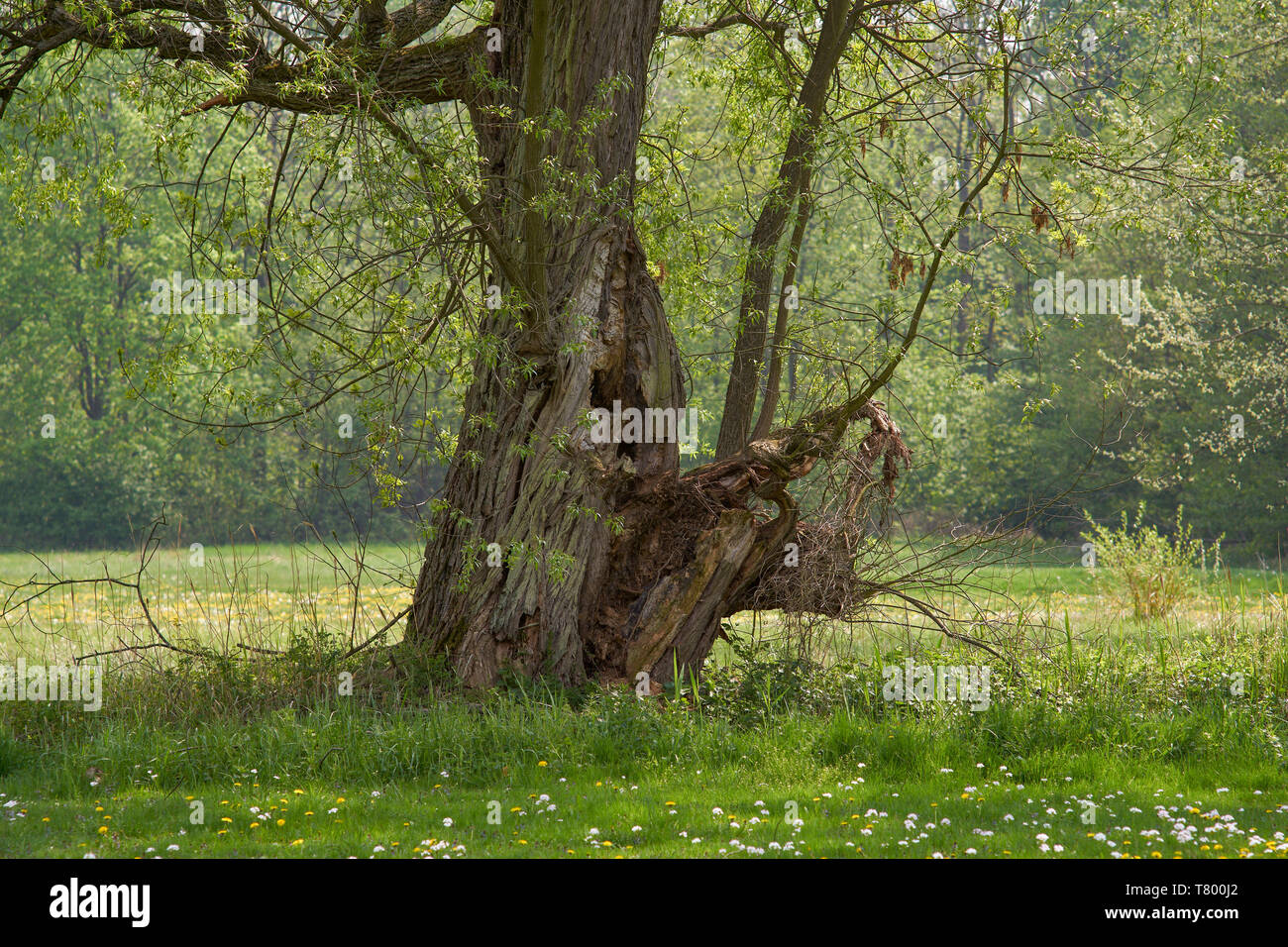 Bent willow hi-res stock photography and images - Alamy