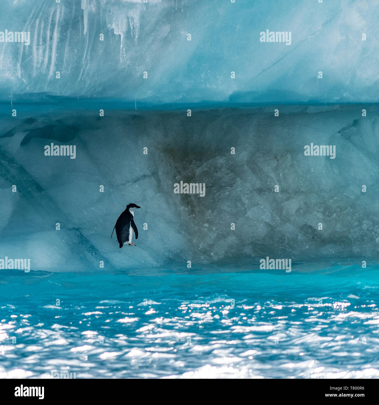 Cute jumping penguin ice hi-res stock photography and images - Alamy