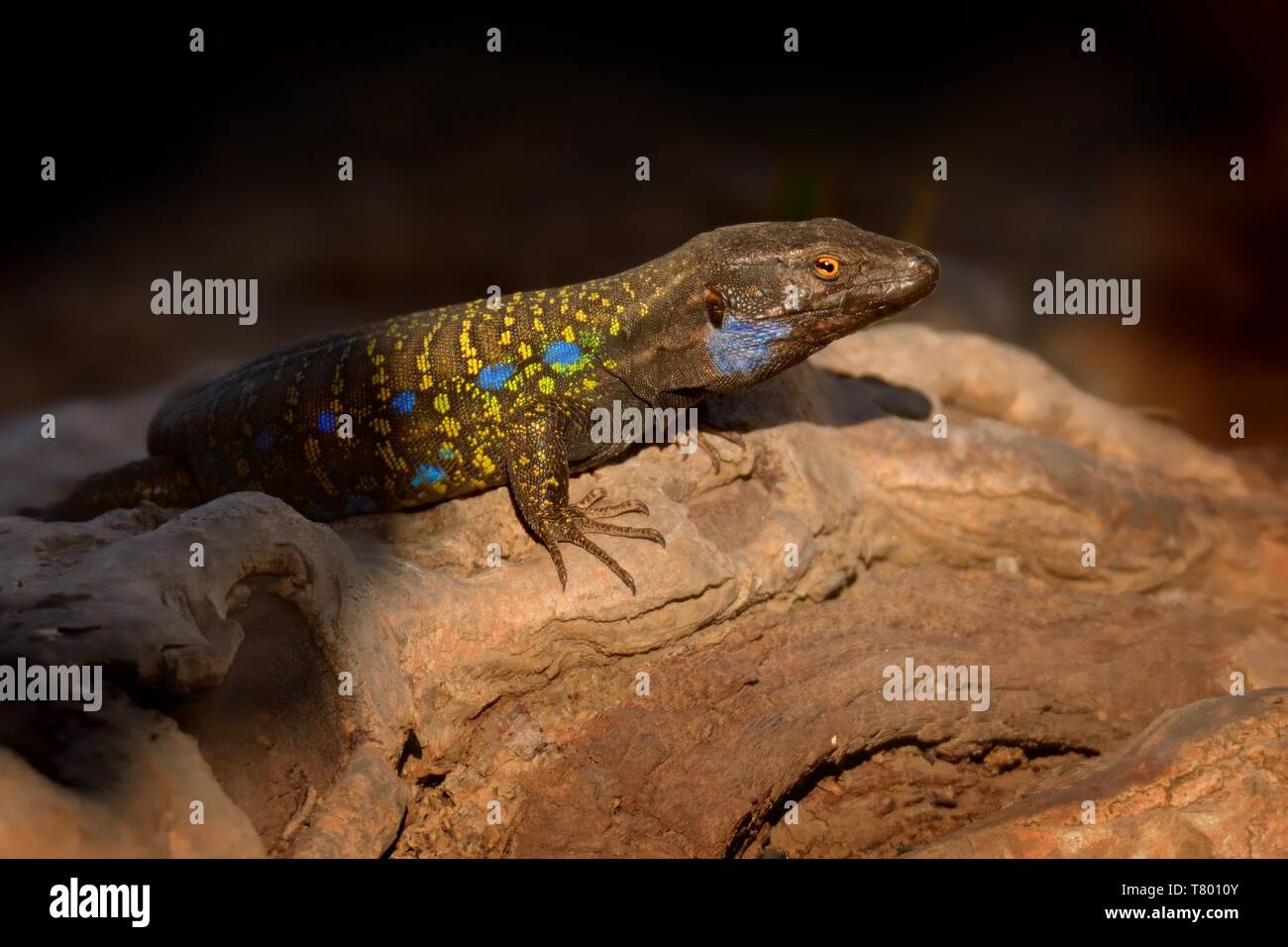 Tenerife Lizard - Gallotia galloti basking in the afternoon sun on the ...