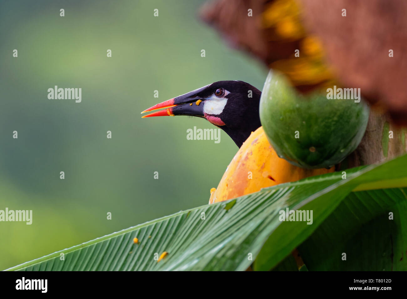 Montezuma Oropendola - Psarocolius montezuma New World tropical icterid ...