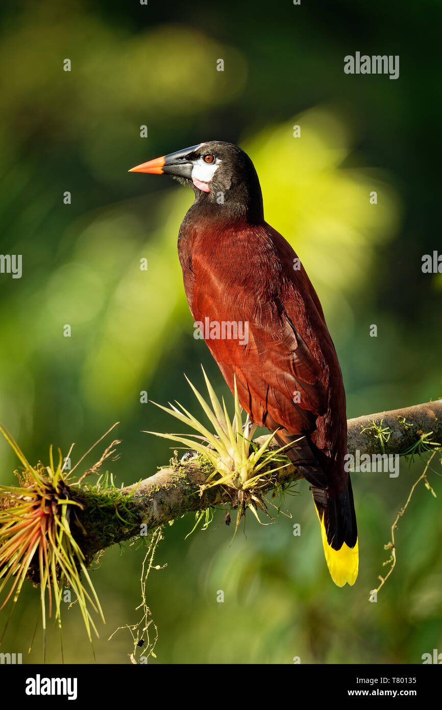 Montezuma Oropendola - Psarocolius montezuma New World tropical icterid ...