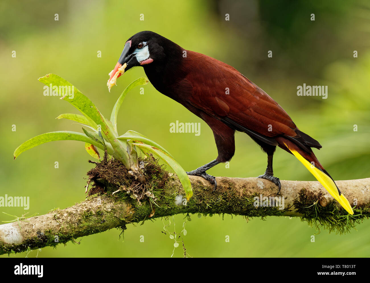 Caribbean coastal lowlands hi-res stock photography and images - Alamy