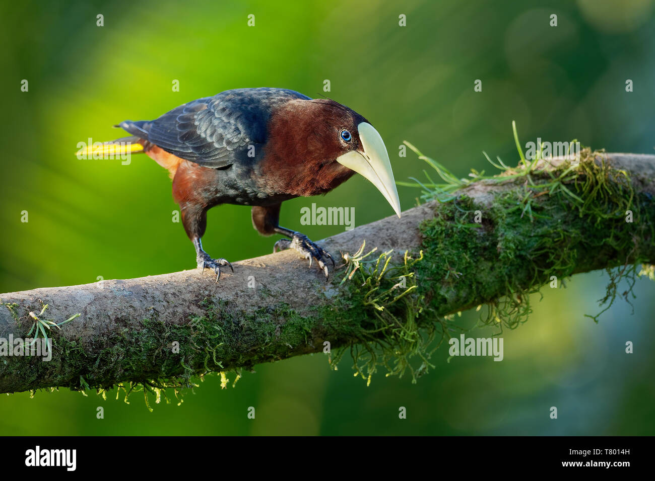 Chestnut headed oropendola hi-res stock photography and images - Alamy