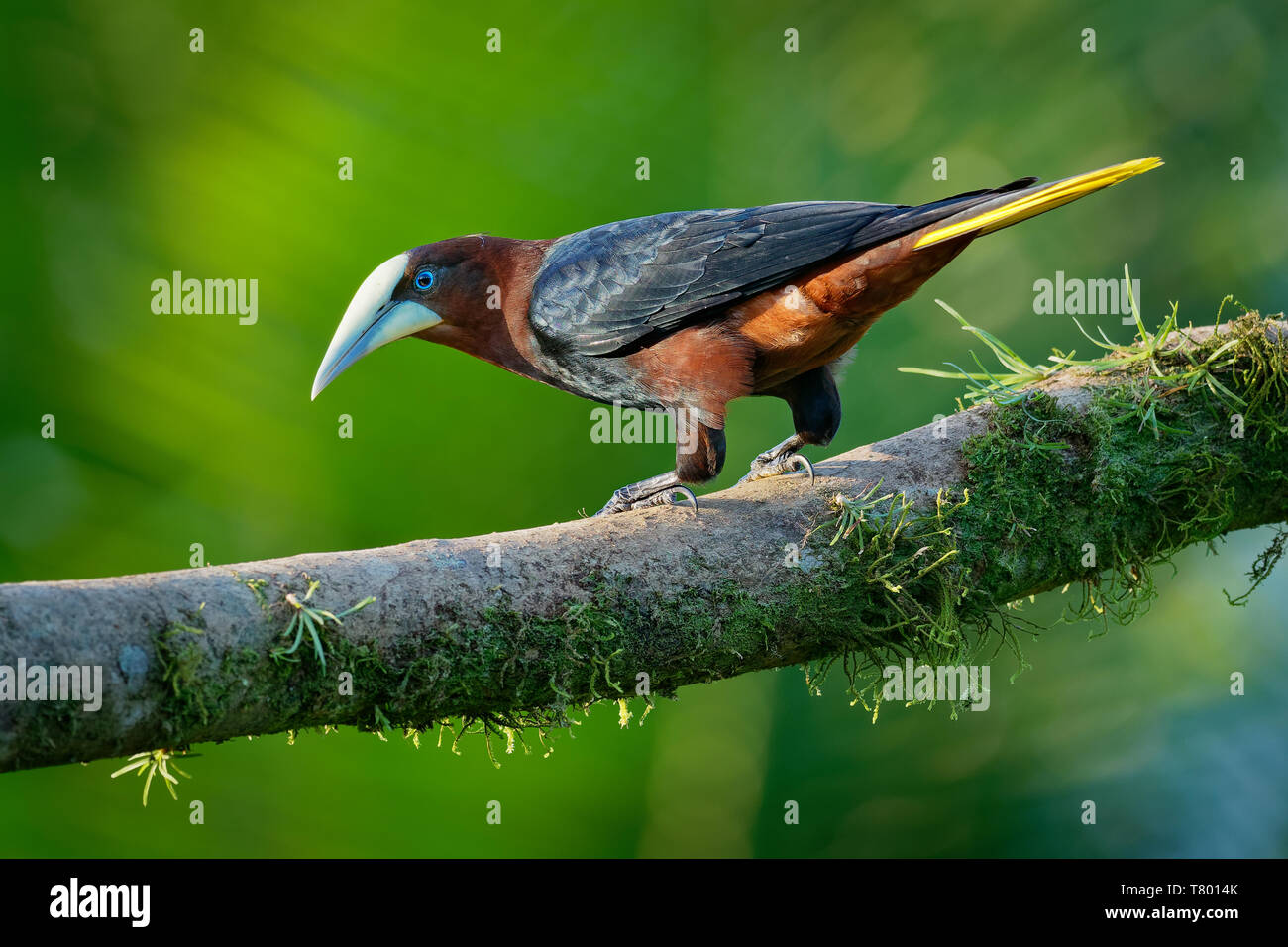 Chestnut headed oropendola hi-res stock photography and images - Alamy