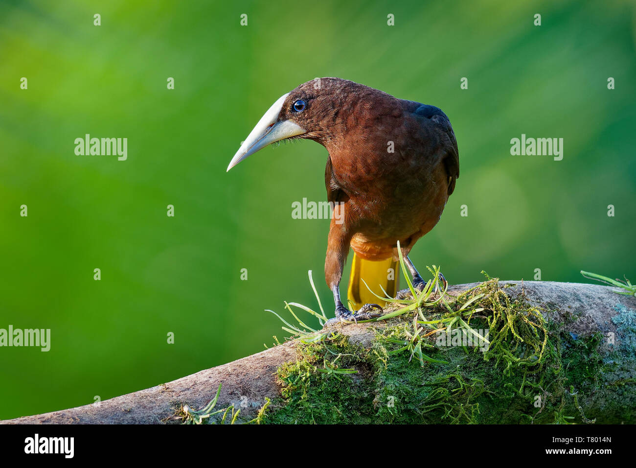 Chestnut headed oropendola hi-res stock photography and images - Alamy