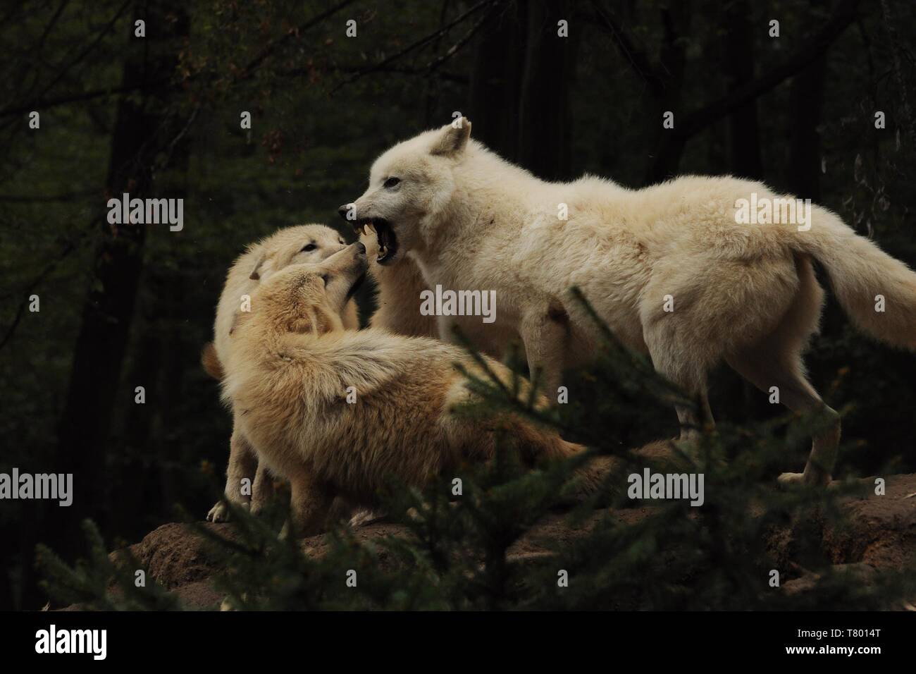 Arctic Wolf (Canis lupus arctos), three wolfs stay against themselves ...