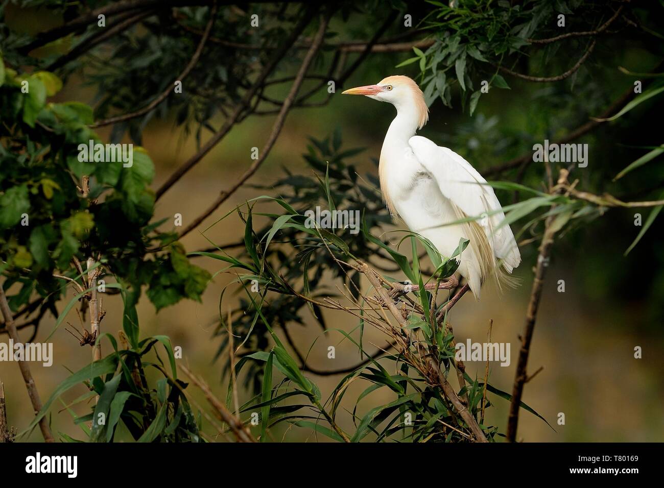White stalk bird hi-res stock photography and images - Alamy