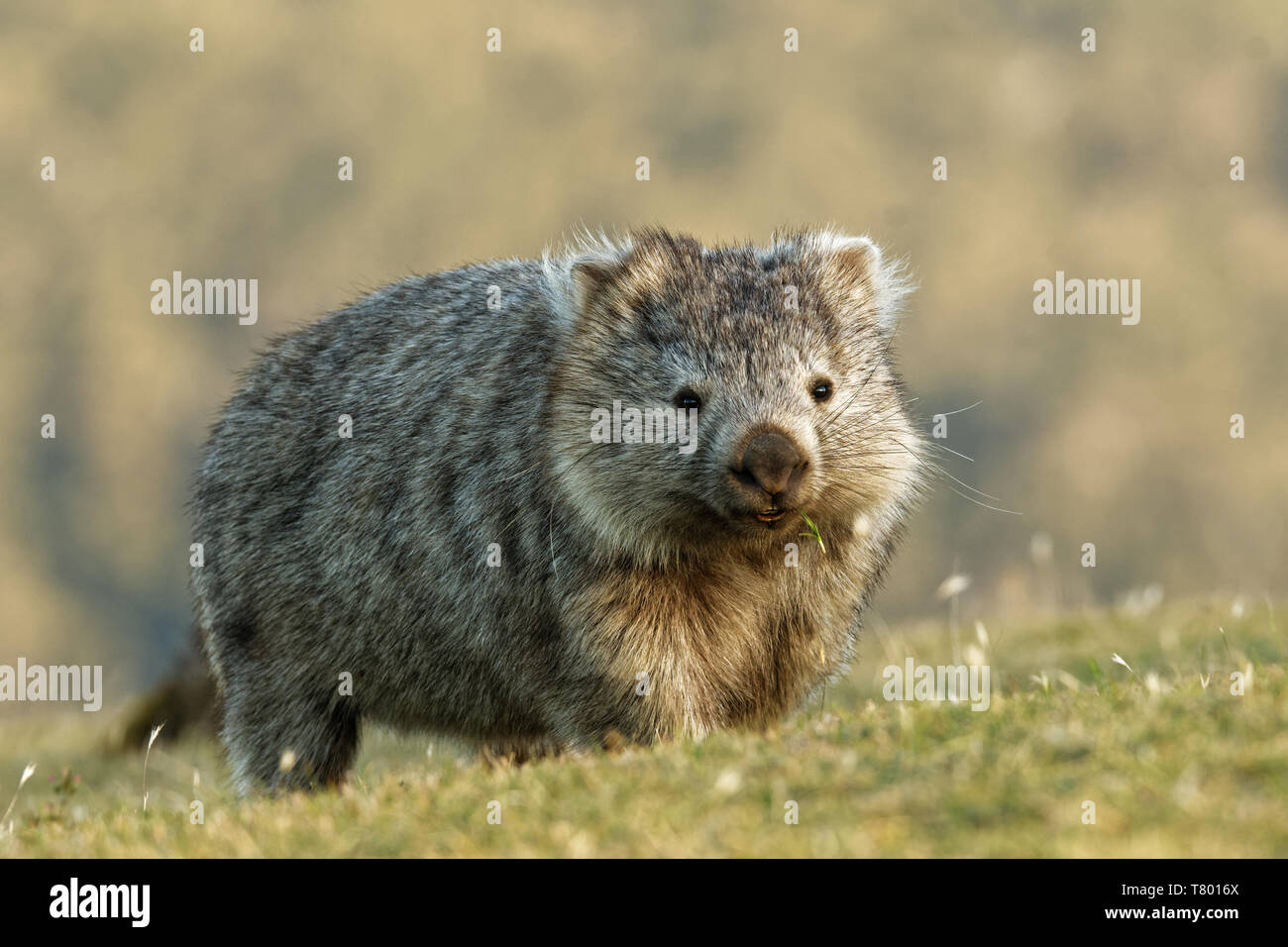 Australian marsupial eating grass hi-res stock photography and images ...