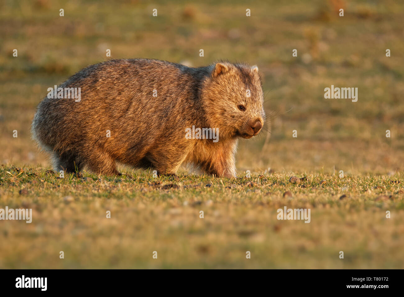 Australian marsupial eating grass hi-res stock photography and images ...