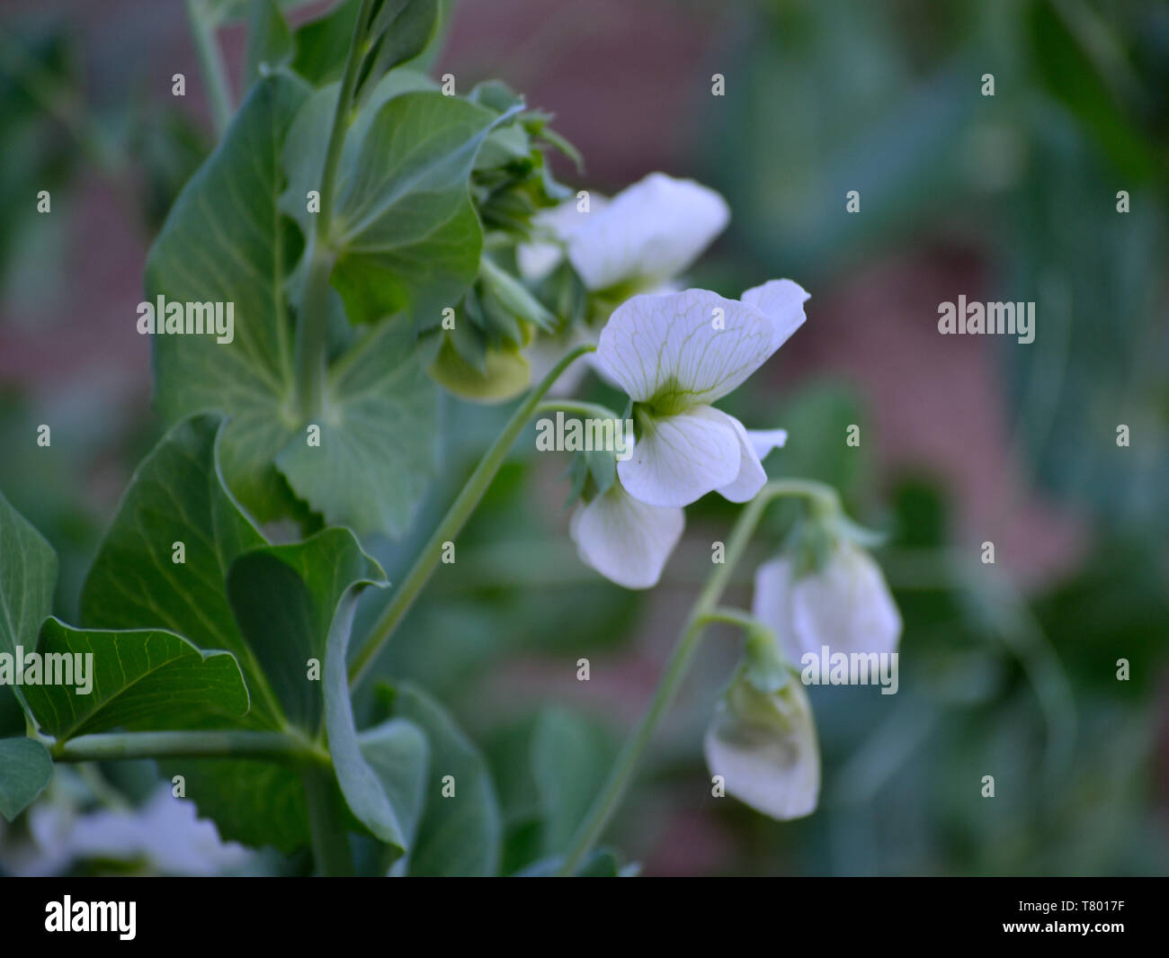 Pisum sativum flower hi-res stock photography and images - Alamy