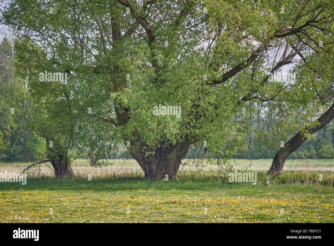 Old gnarled mossy bent willow tree Stock Photo - Alamy