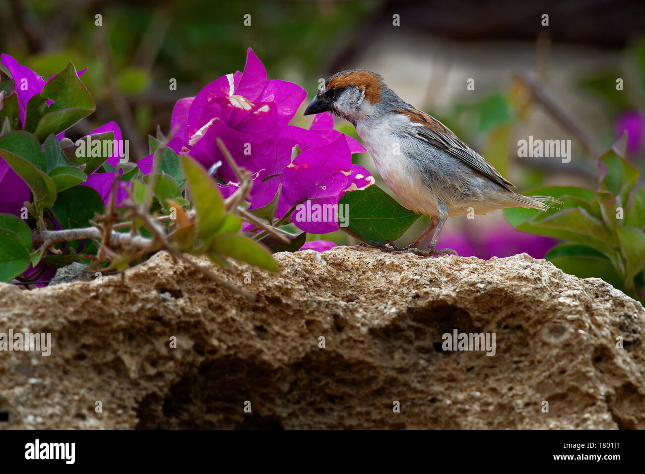 Iago Sparrow - Passer iagoensis - also known as the Cape Verde or ...