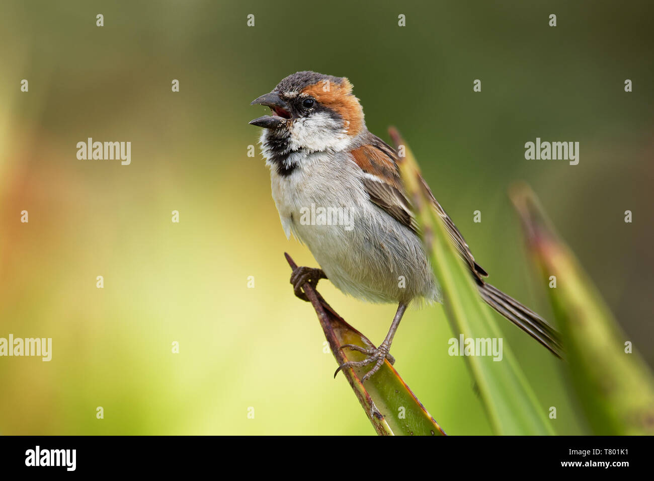 Iago Sparrow - Passer iagoensis - also known as the Cape Verde or ...