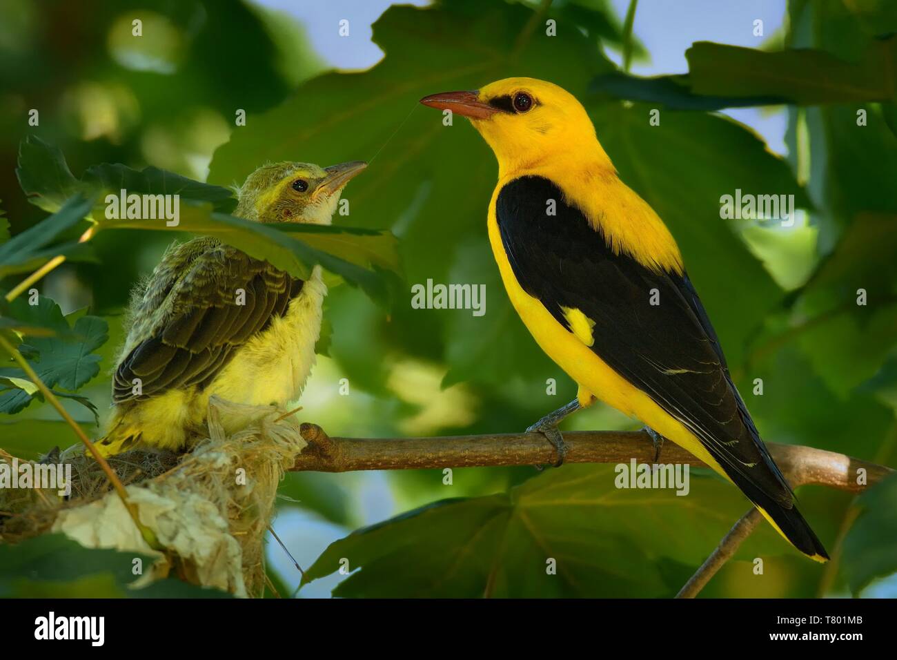 Eurasian Golden Oriole (Oriolus oriolus - male) sitting near the nest ...
