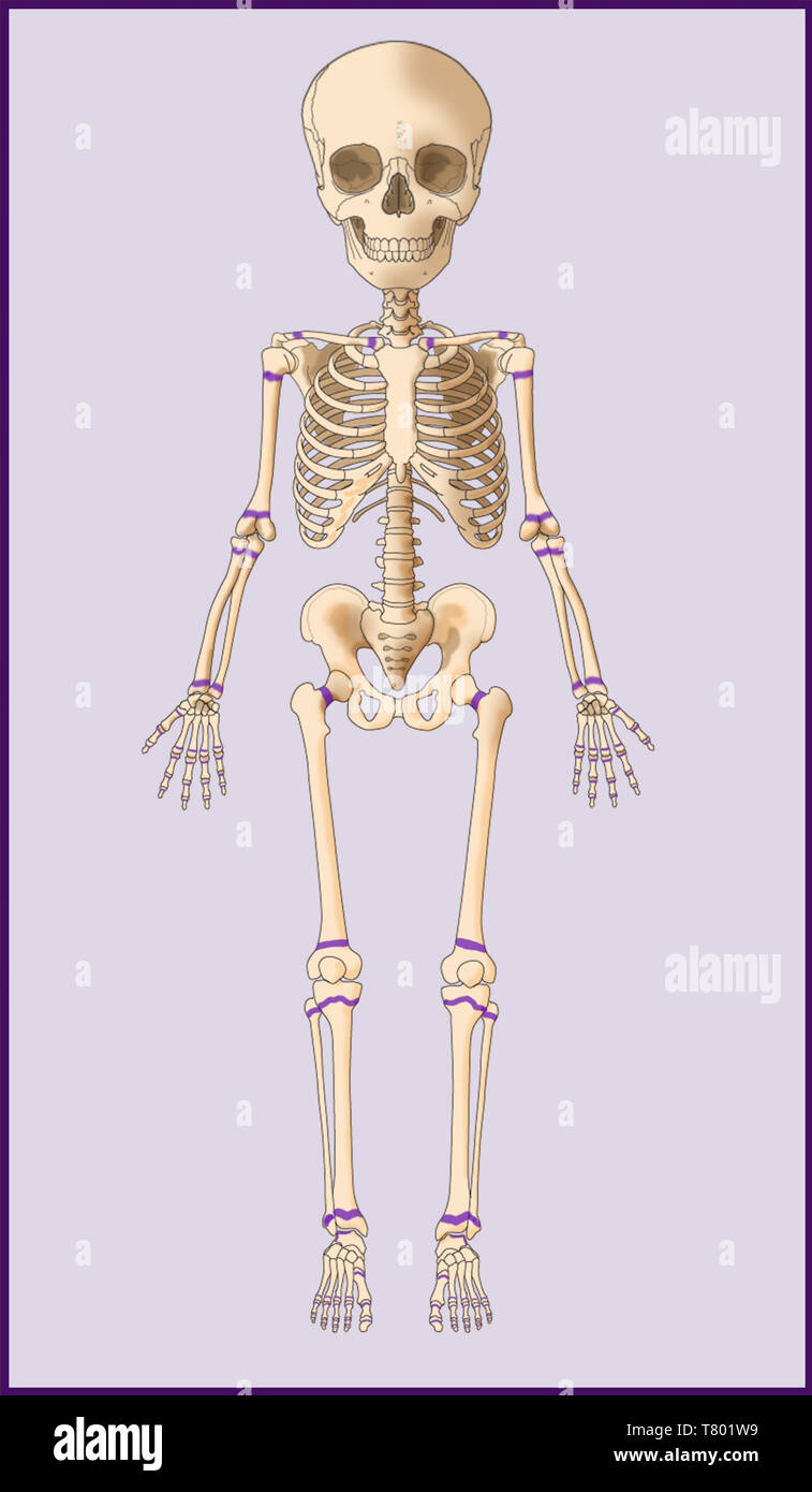 Child's Skeleton, Growth Plates, Illustration Stock Photo - Alamy