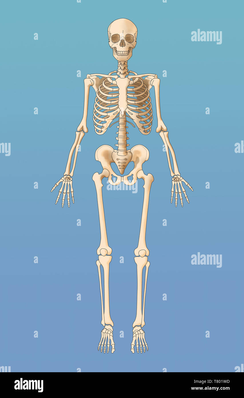 Adult Skeleton, Illustration Stock Photo - Alamy