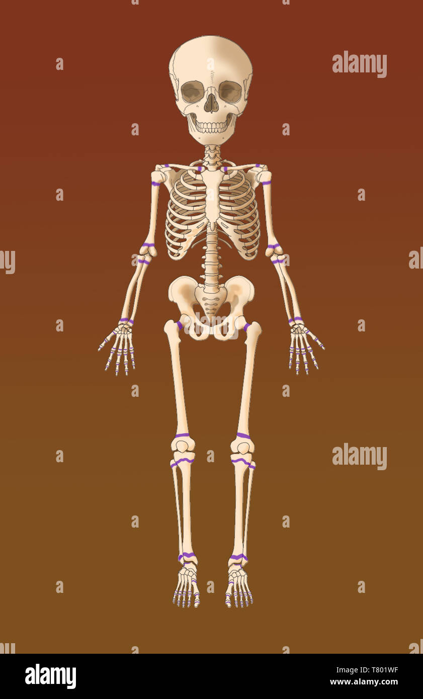 Child's Skeleton, Growth Plates, Illustration Stock Photo - Alamy