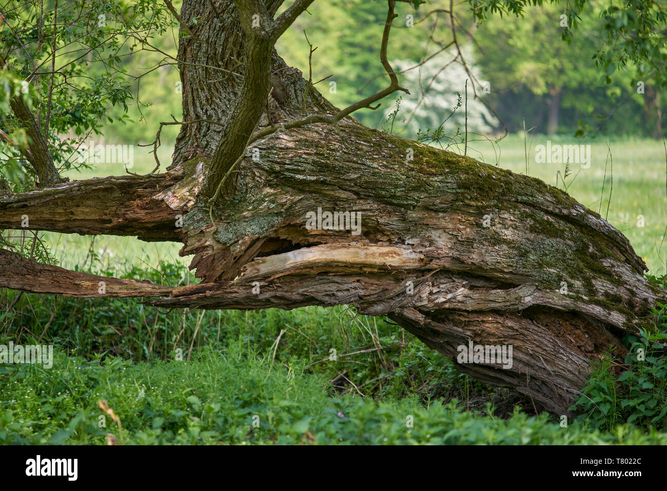 Old gnarled mossy bent willow tree Stock Photo - Alamy