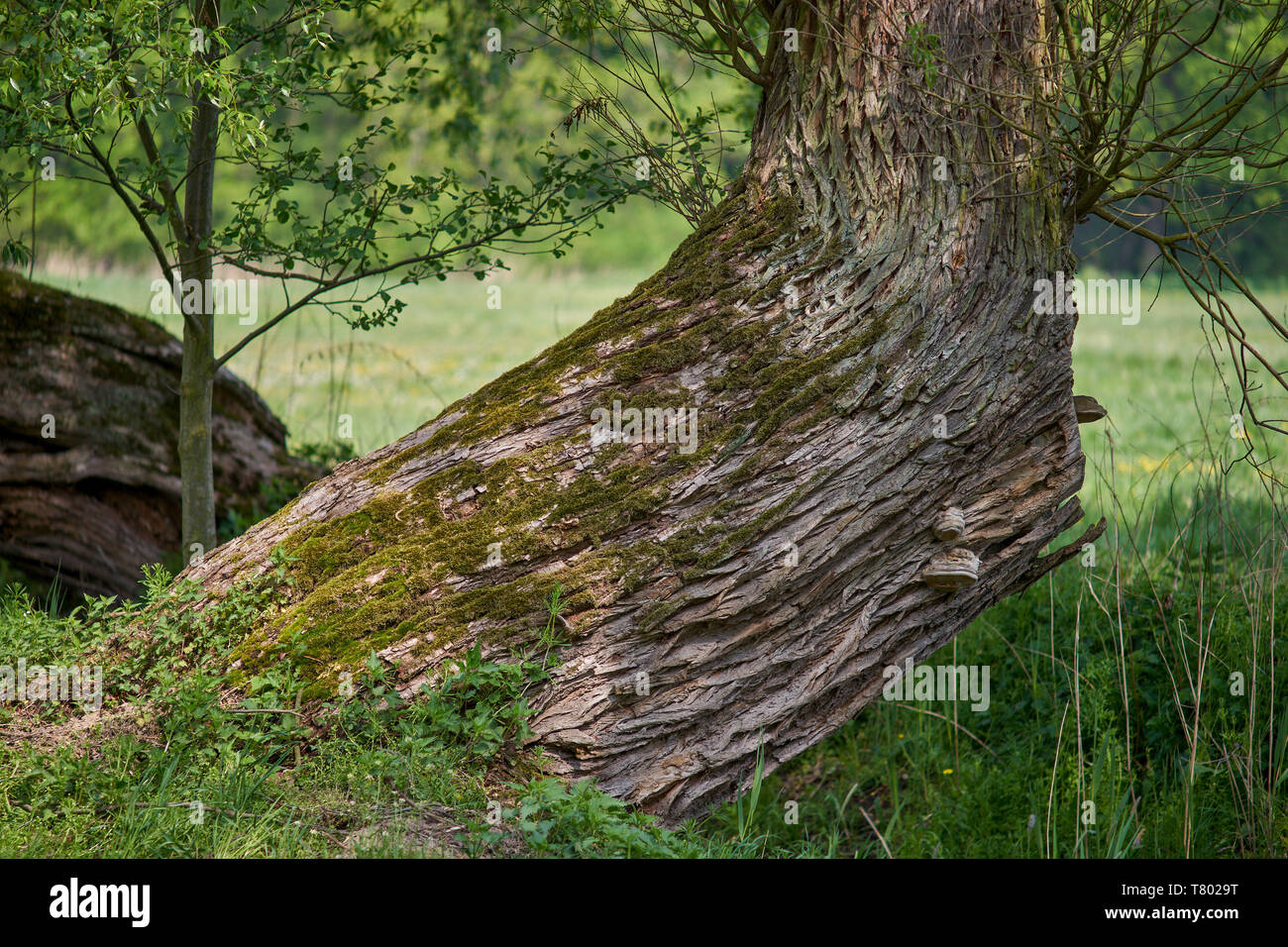 Old gnarled mossy bent willow tree Stock Photo - Alamy
