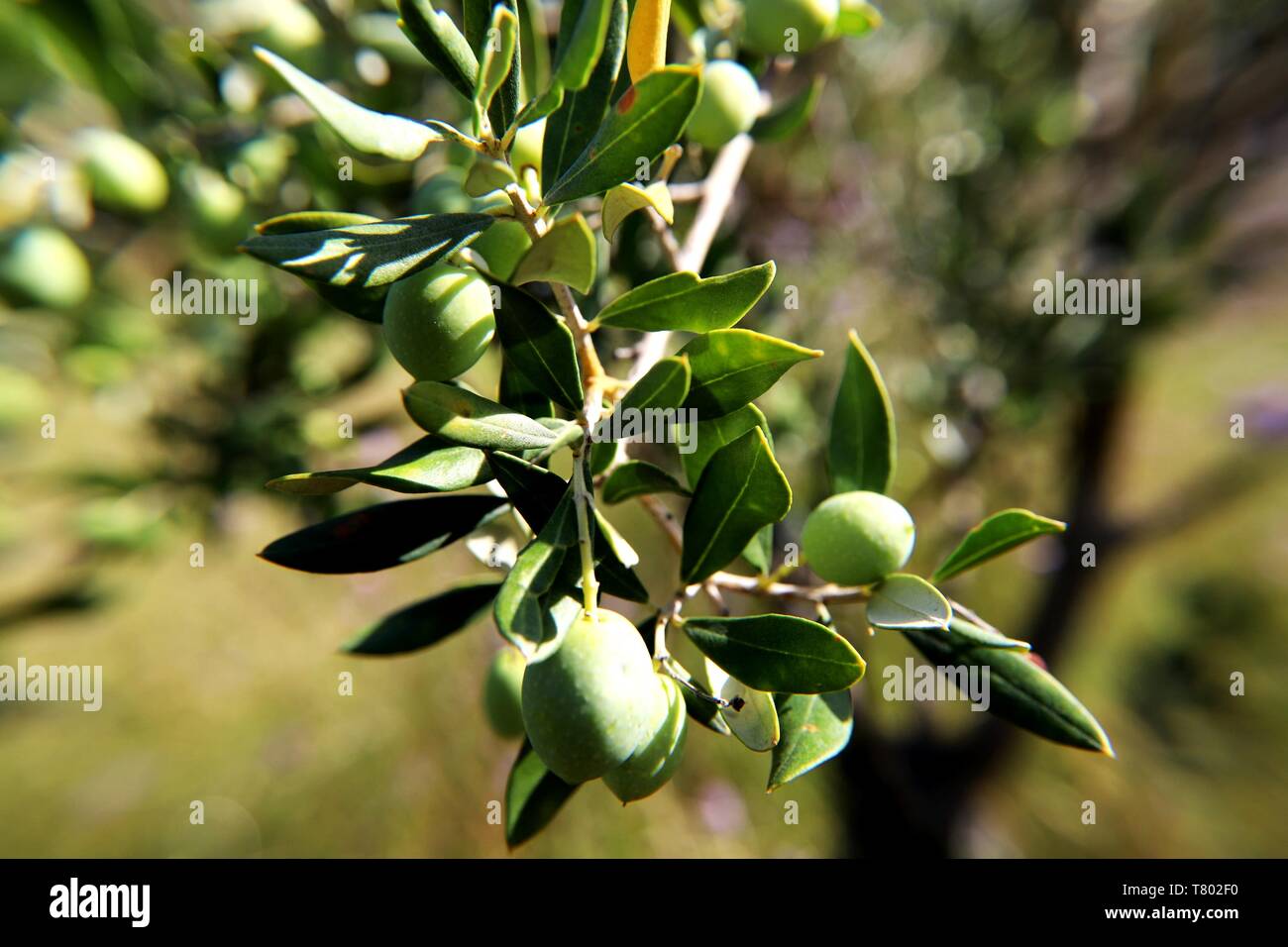 Olive oil agriculture hi-res stock photography and images - Alamy