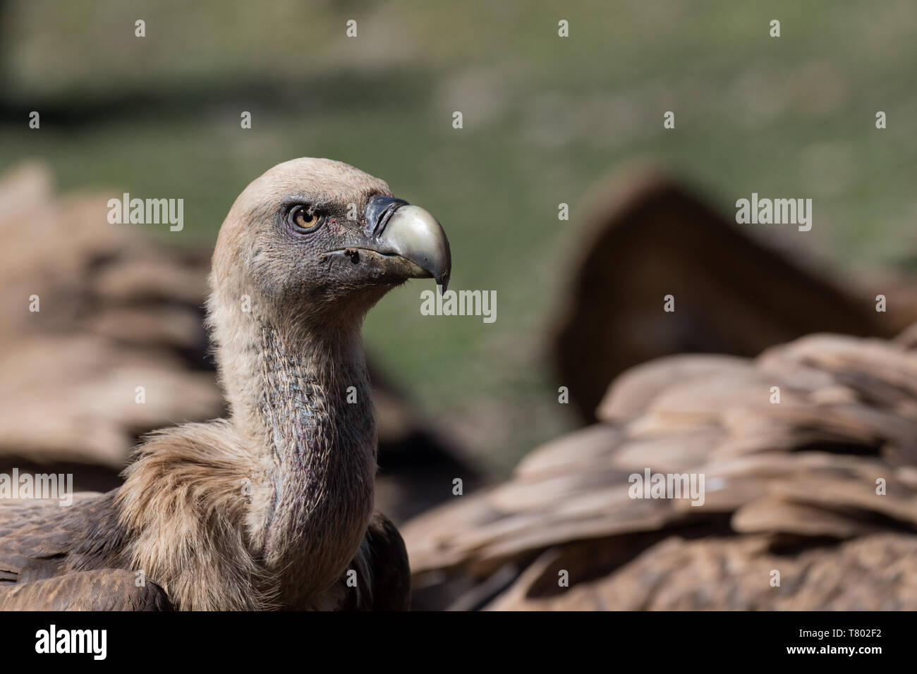 Vulture feeding station hi-res stock photography and images - Alamy