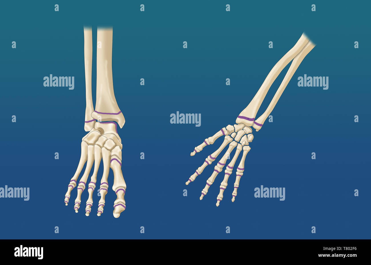 Epiphyseal growth plate hi-res stock photography and images - Alamy