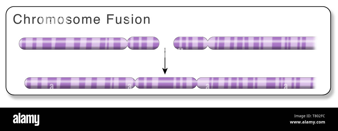 A Fusion Gene Stock Photo - Alamy