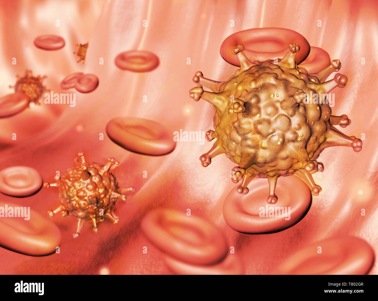 White blood cell drawing hi-res stock photography and images - Alamy