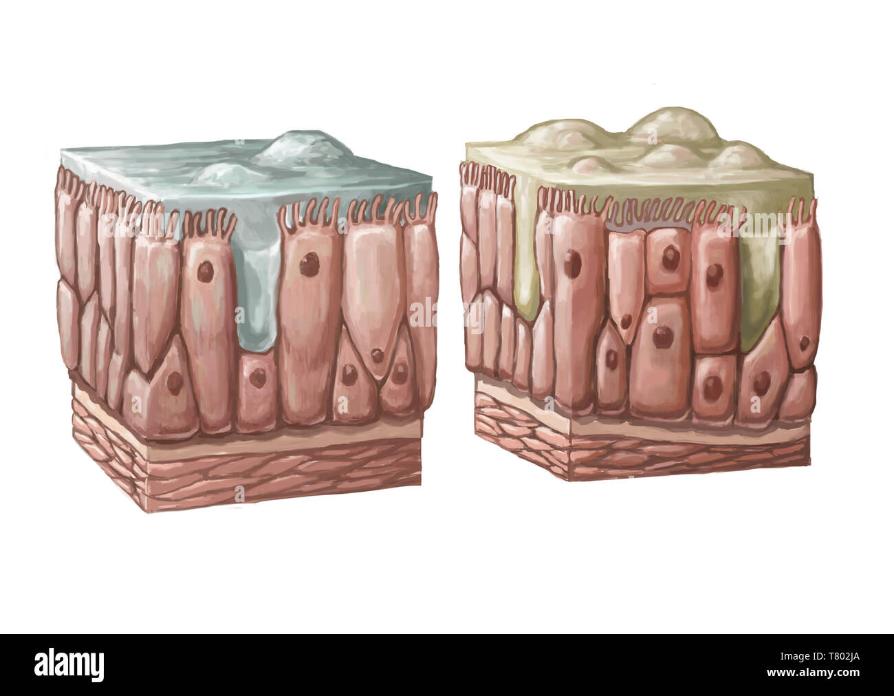 Cross section drawing hi-res stock photography and images - Alamy