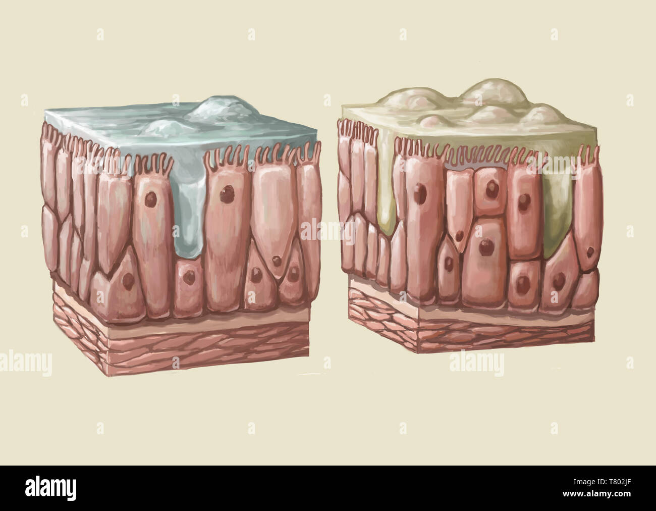 Cross section illustration hi-res stock photography and images - Alamy