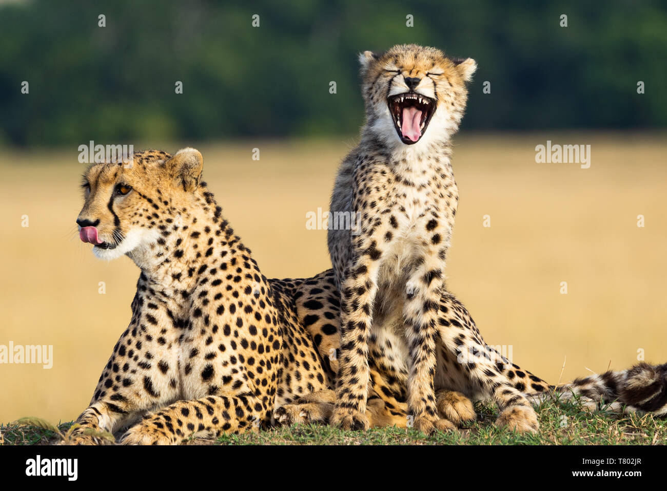 Two Cheetahs mother and cub showing teeth in Kenya Masai Mara, cute ...