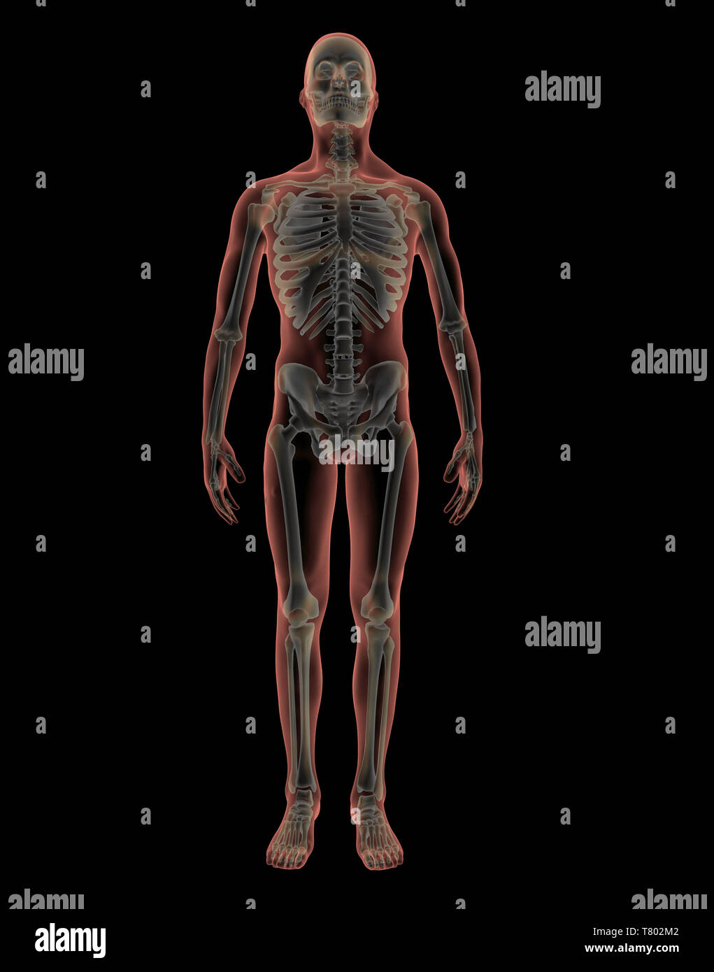 Male skeleton artwork hi-res stock photography and images - Alamy