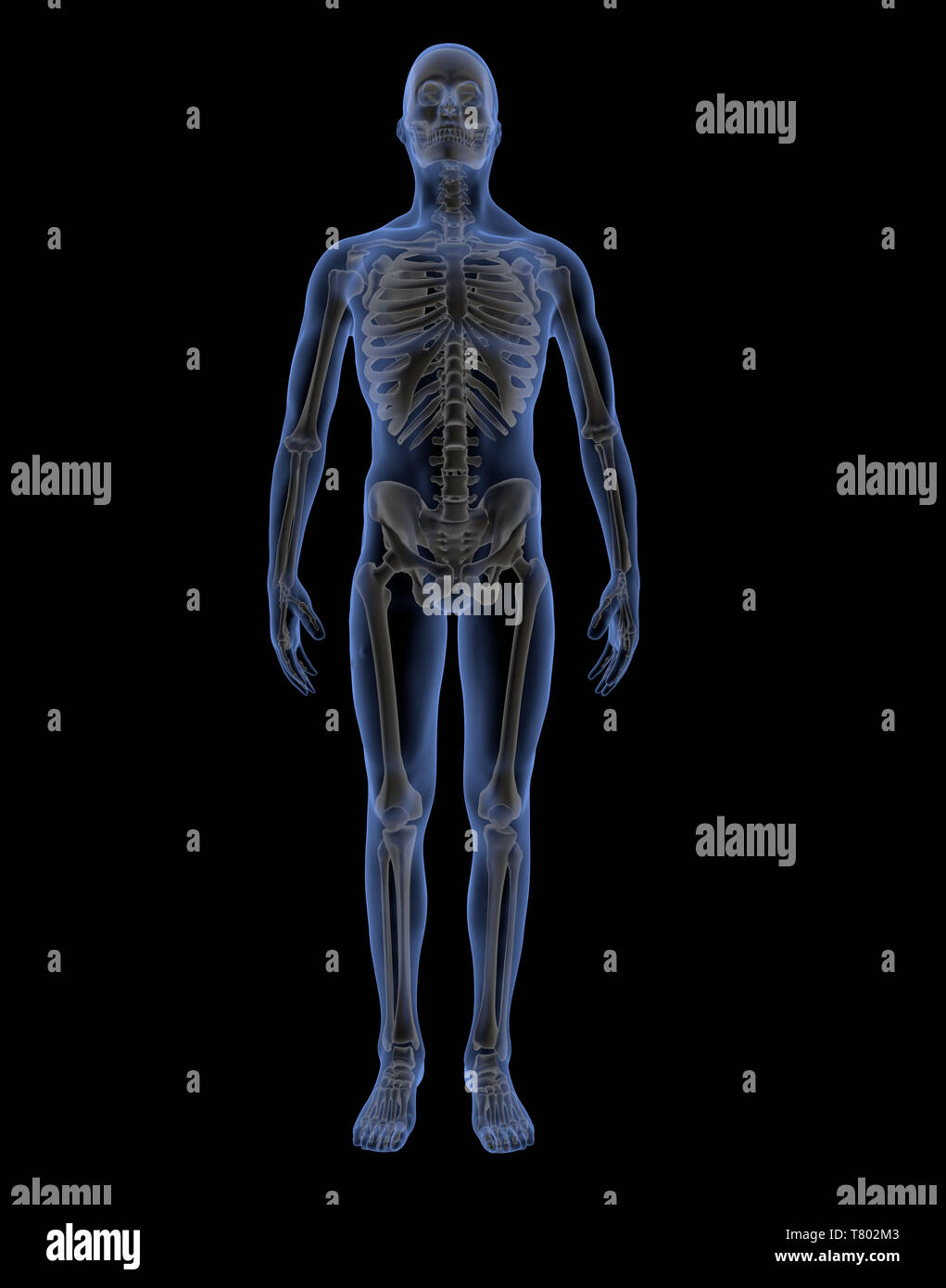 Man with Visible Skeleton, Illustration Stock Photo - Alamy
