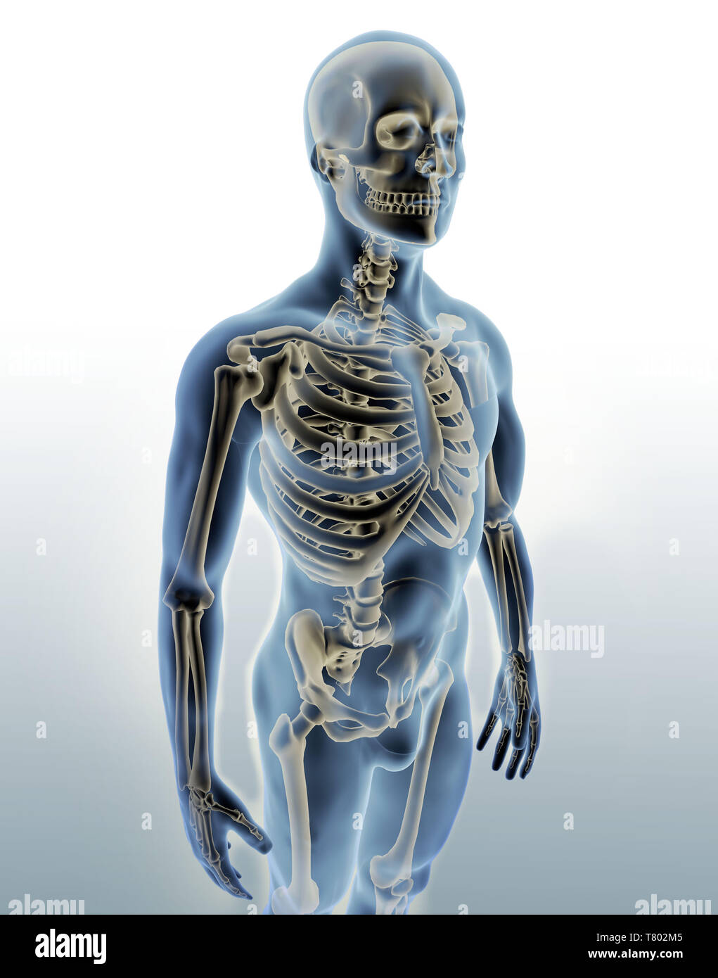 Man with Visible Skeleton, Illustration Stock Photo - Alamy