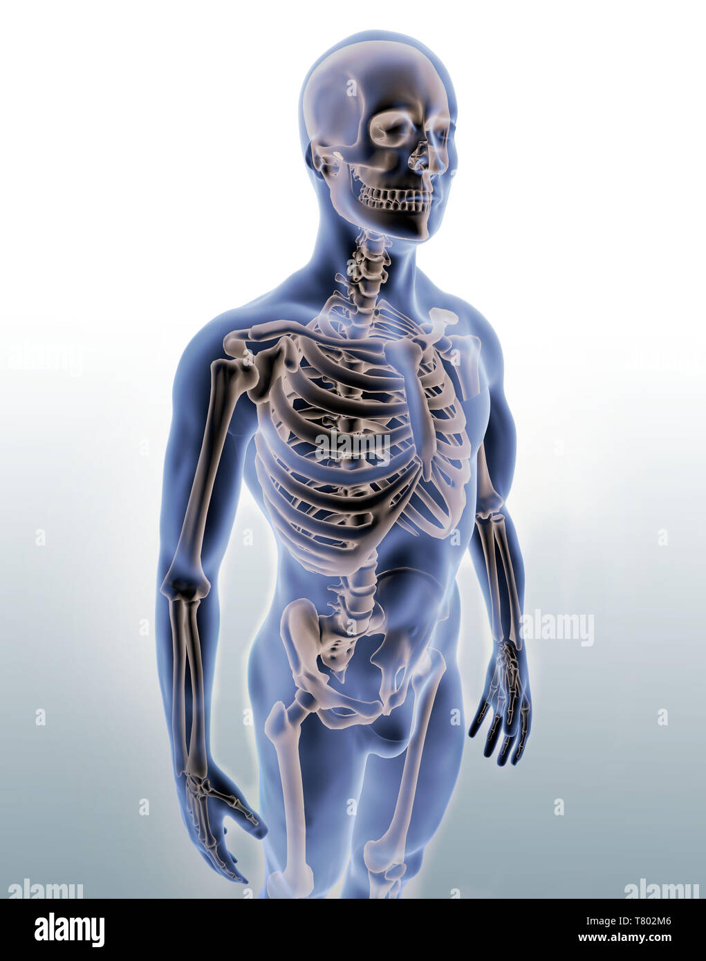 Anatomical skeleton drawing hi-res stock photography and images - Alamy