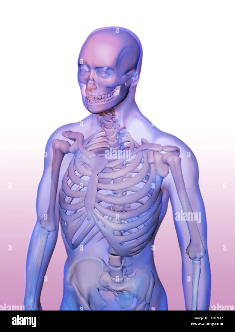 Male anatomy, artwork hi-res stock photography and images - Alamy
