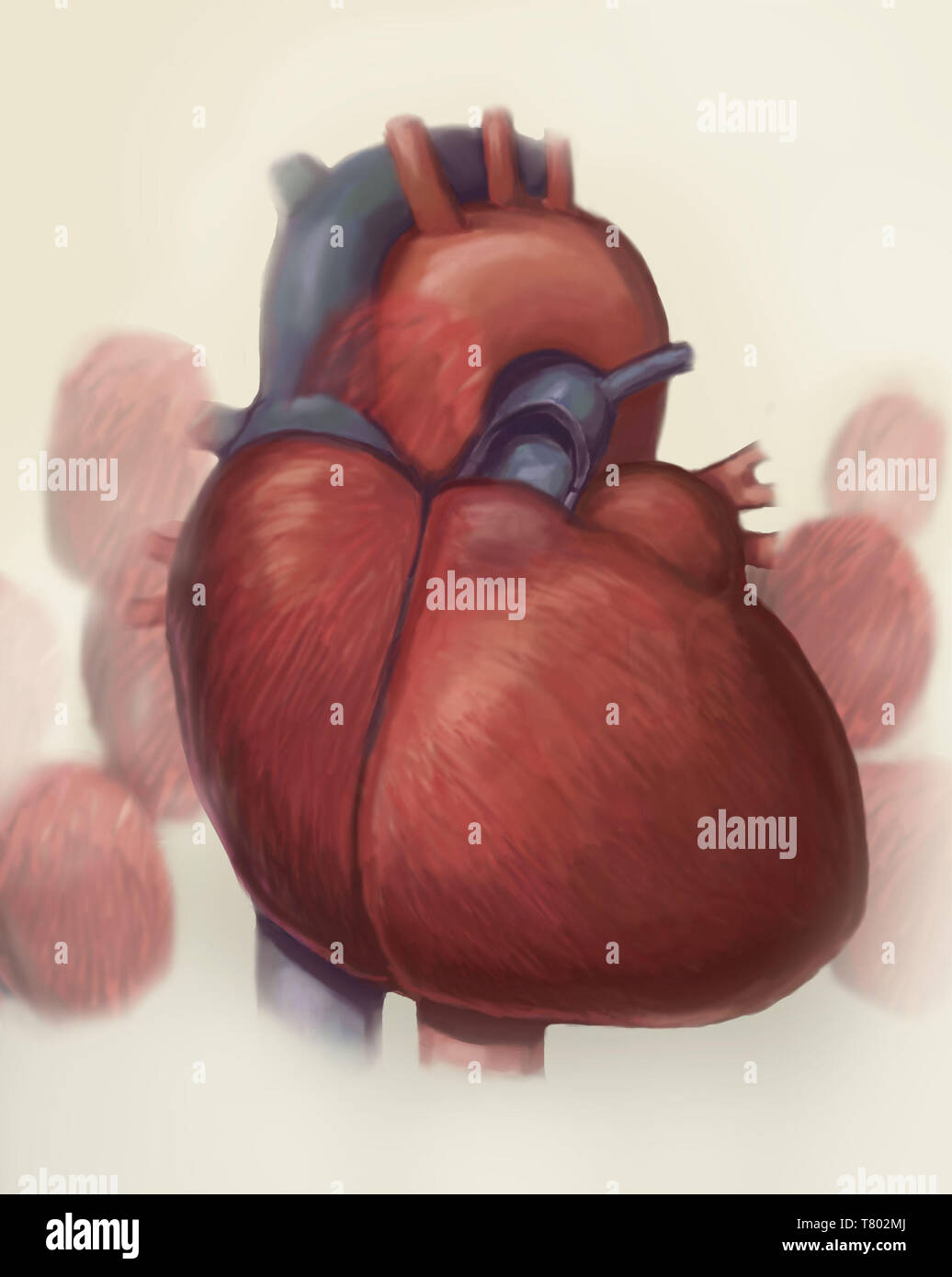 Human anatomy illustration pressure hi-res stock photography and images ...