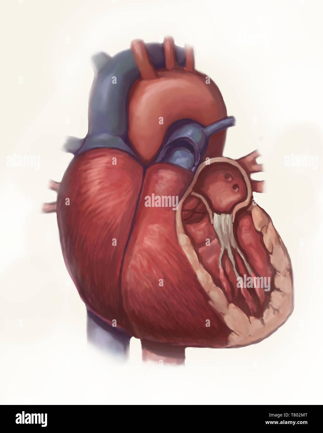 Human heart artwork hi-res stock photography and images - Alamy