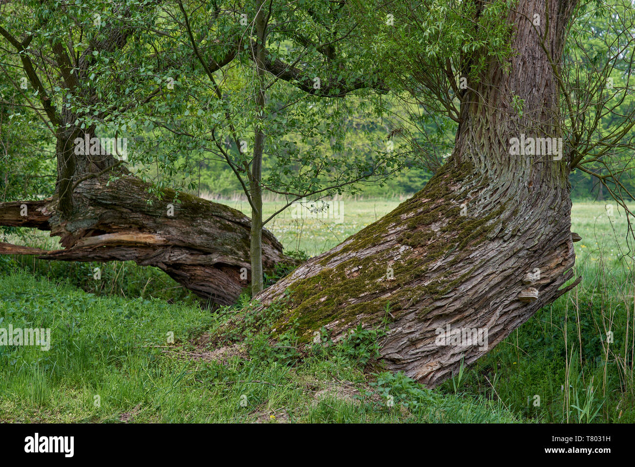 Old gnarled mossy bent willow tree Stock Photo - Alamy